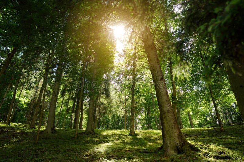 Beautiful Mixed Pine and Deciduous Forest in Lithuania Stock Image ...