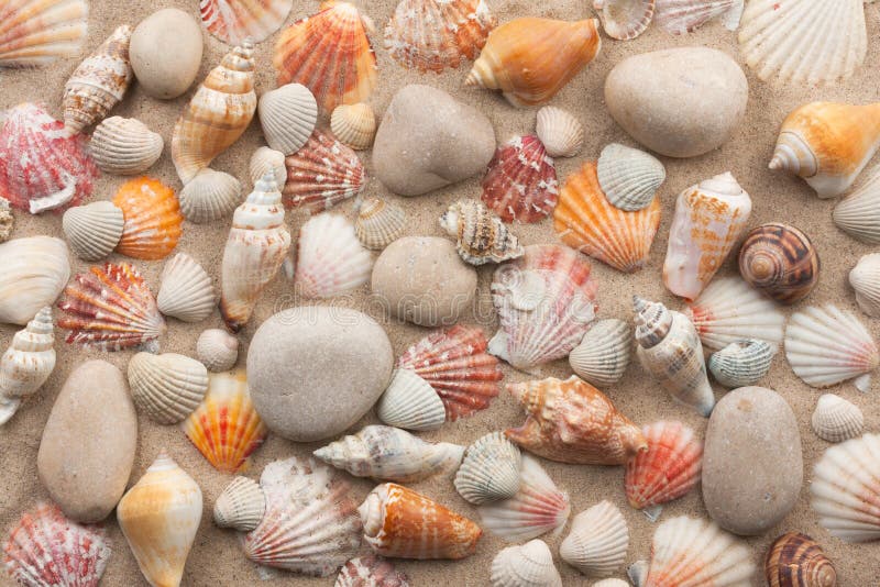 Beautiful Mixture of White Stones and Seashells on Sand. Stock Photo ...