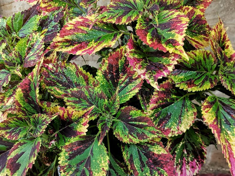 Beautiful Moana Flower with Stripes Pattern Stock Image - Image of leaf ...