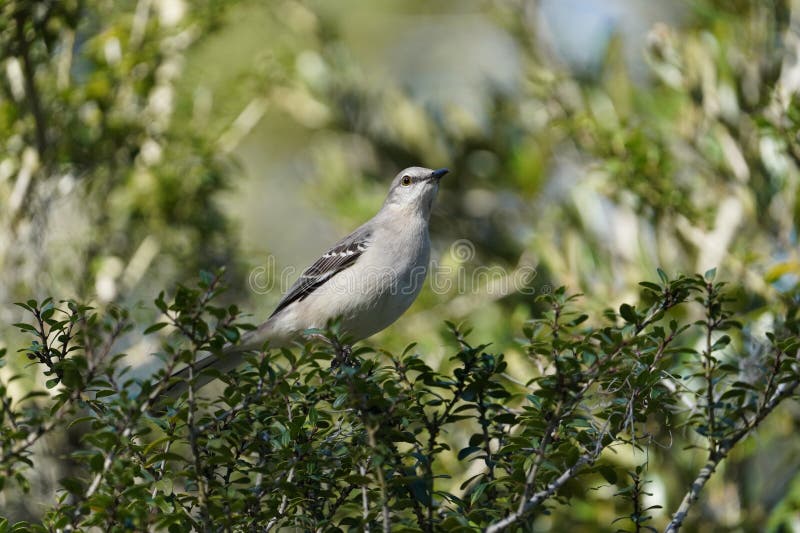 Beautiful Mocking Bird Sitting in a Bush Stock Photo - Image of forest ...