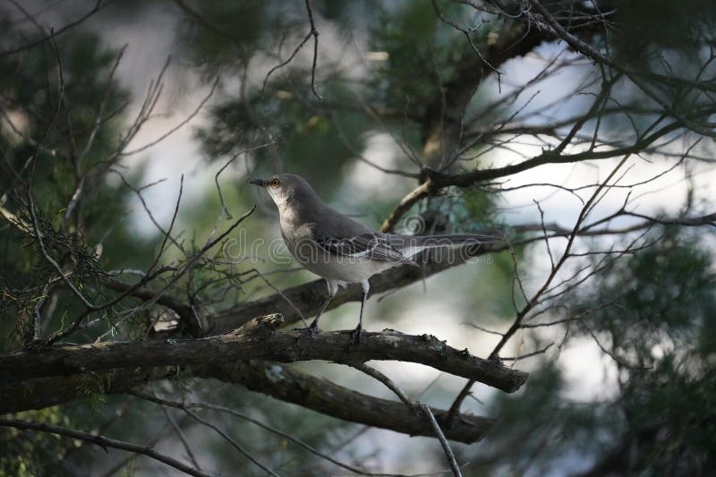Beautiful Mocking Bird Sitting in a Tree Branch Stock Image - Image of ...