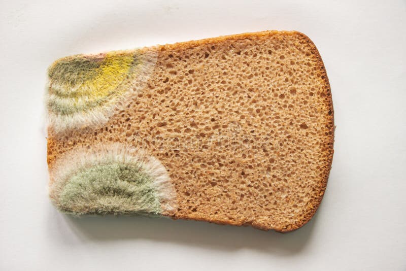 Beautiful Mold on a Piece of Bread. Background is White Stock Photo ...