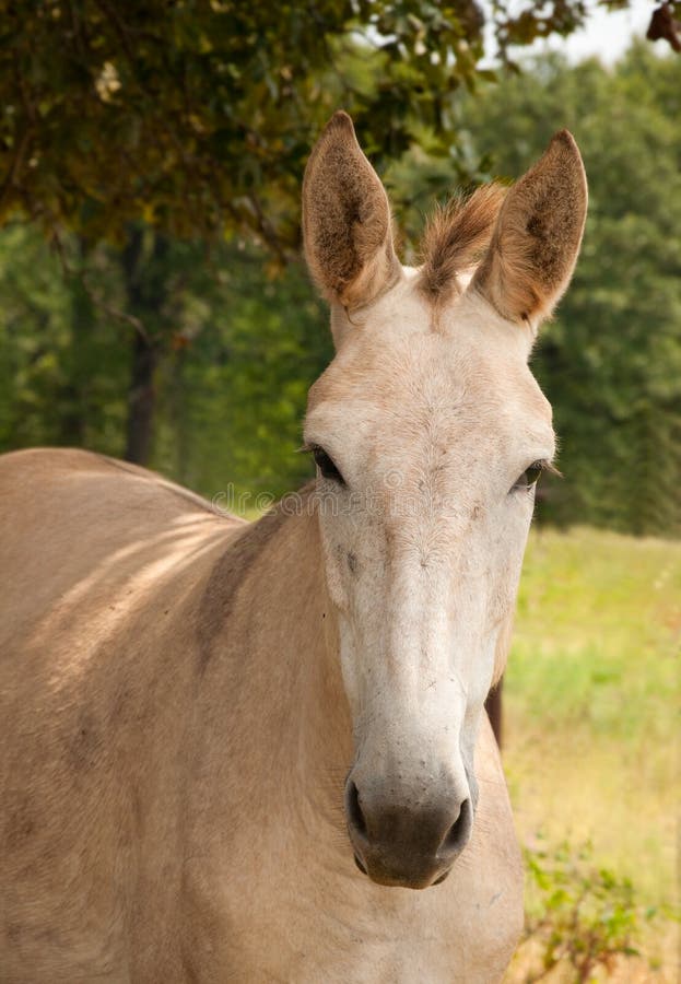 Beautiful molly mule stock image. Image of expression - 24082719