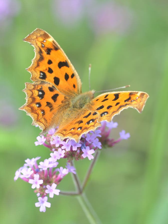 Beautiful Monarch-Butterfly Stock Image - Image of moth, natural: 28568137