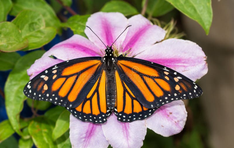 Beautiful Monarch Butterfly on a Pink Clematis Flower Stock Image ...