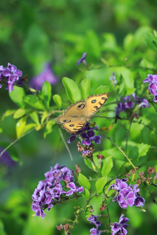 Beautiful Monarch Butterfly Pollinating at Flower Stock Image - Image ...
