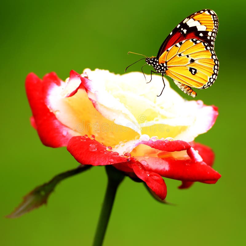 Monarch butterfly on roses stock image. Image of backgrounds - 51643147