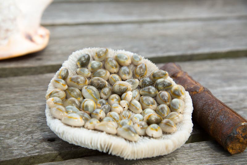 Beautiful Money Cowry Shell. Stock Image - Image of background ...
