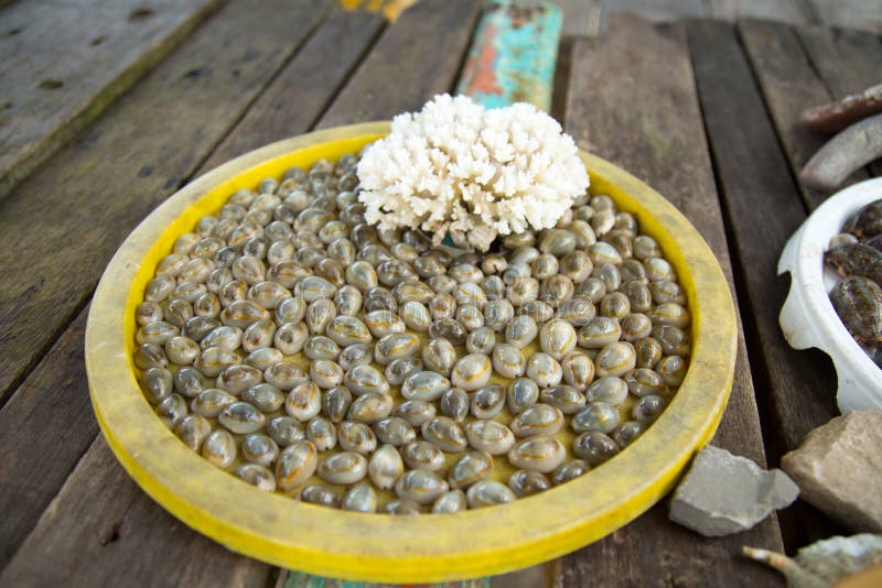 Beautiful Money Cowry Shell. Stock Photo - Image of gift, cowries: 44884002