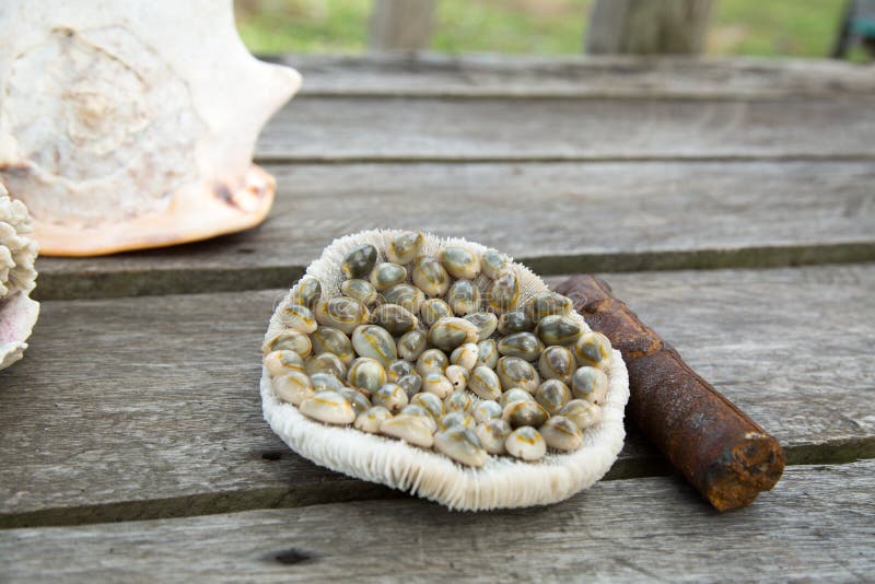 Beautiful Money Cowry Shell. Stock Photo - Image of beautiful, money ...