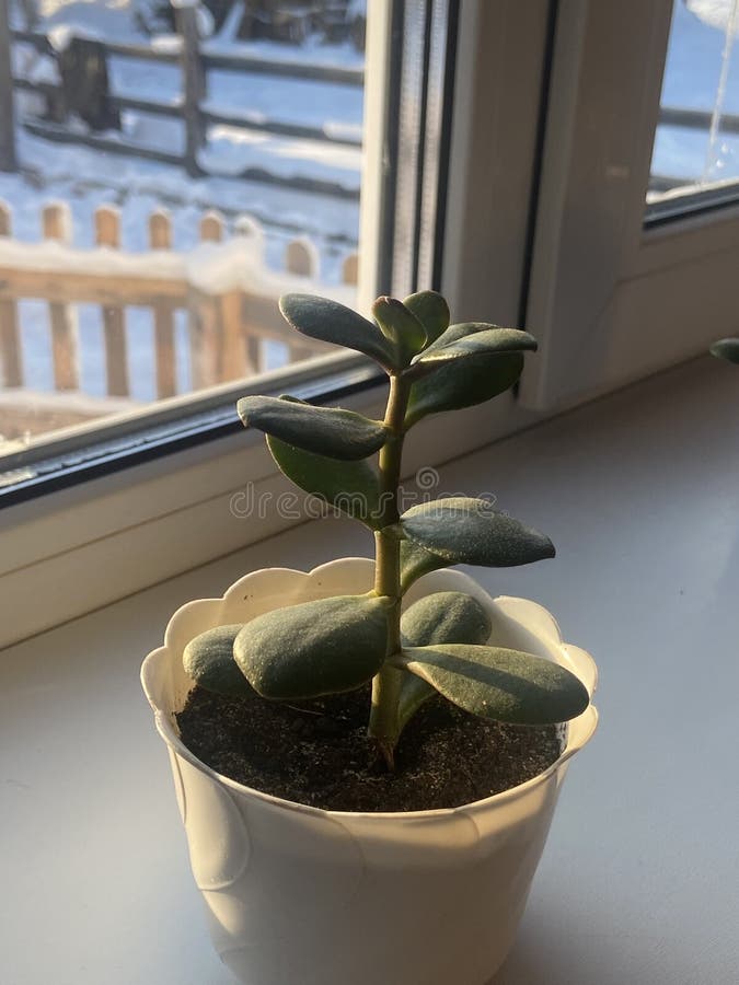 A Beautiful Money Flower is Thick Stock Photo - Image of tree, money ...