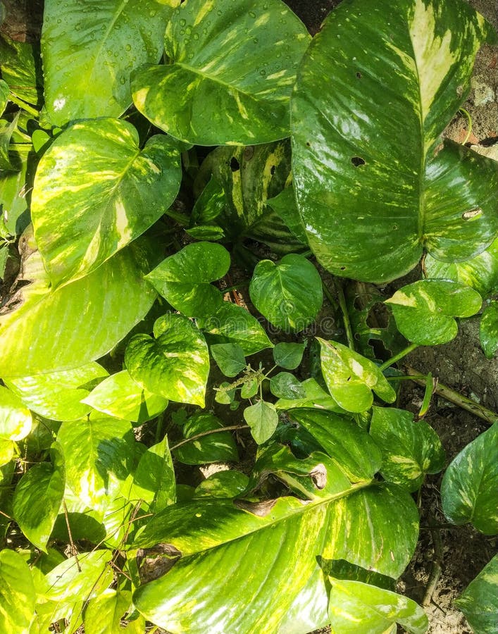 Beautiful Money Plant stock image. Image of money, plant - 123116423