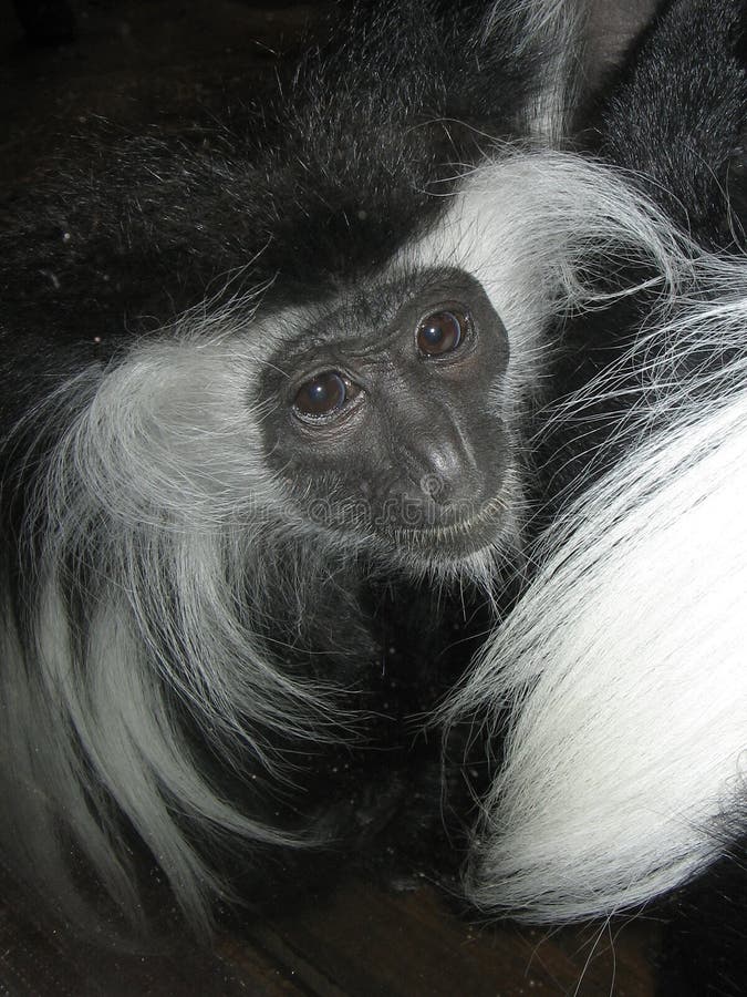 Beautiful monkey stock image. Image of animal, black - 61136159