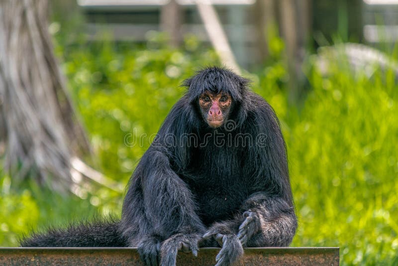 Beautiful Monkey Posing for the Photo Stock Photo - Image of waterbird ...