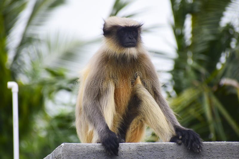 A beautiful monkey stock image. Image of mammal, sitting - 251708761