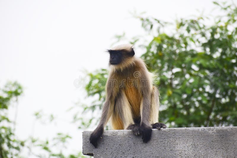 A beautiful monkey stock image. Image of primate, look - 251709119