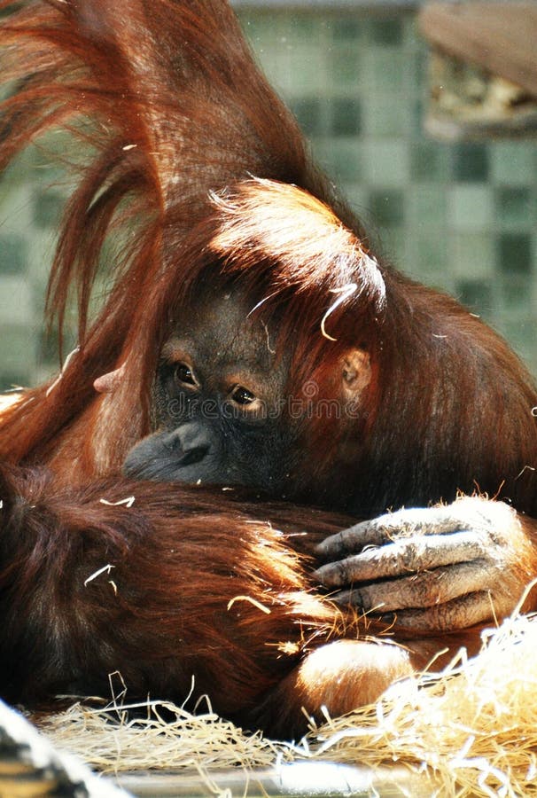 Sad monkey stock image. Image of beautiful, emotions - 52703441