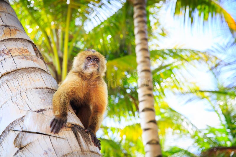 The beautiful monkey stock photo. Image of wildlife, baby - 63155864