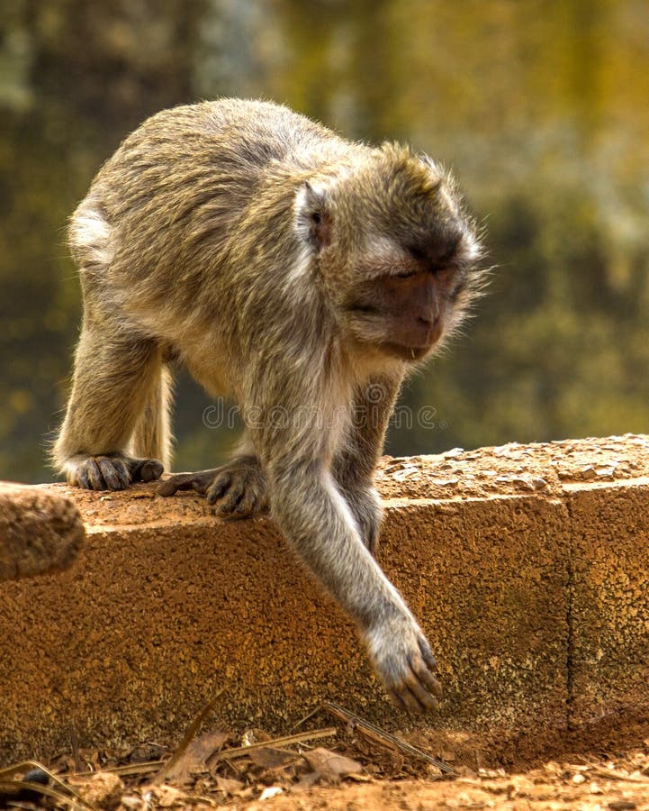Beautiful monkey stock image. Image of walking, nature - 115197959
