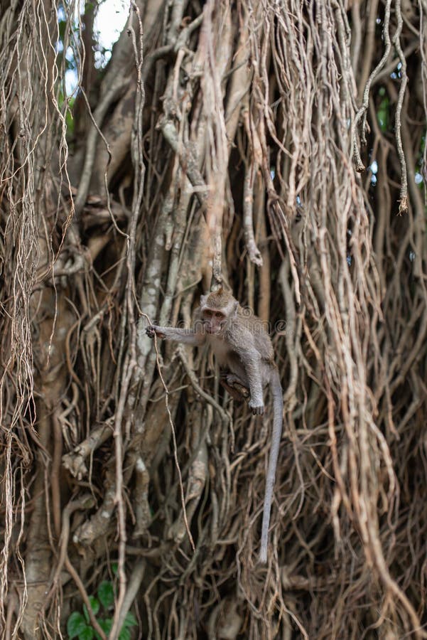 Beautiful Monkeys Family on a Tree with Vines Sitting Stock Image ...