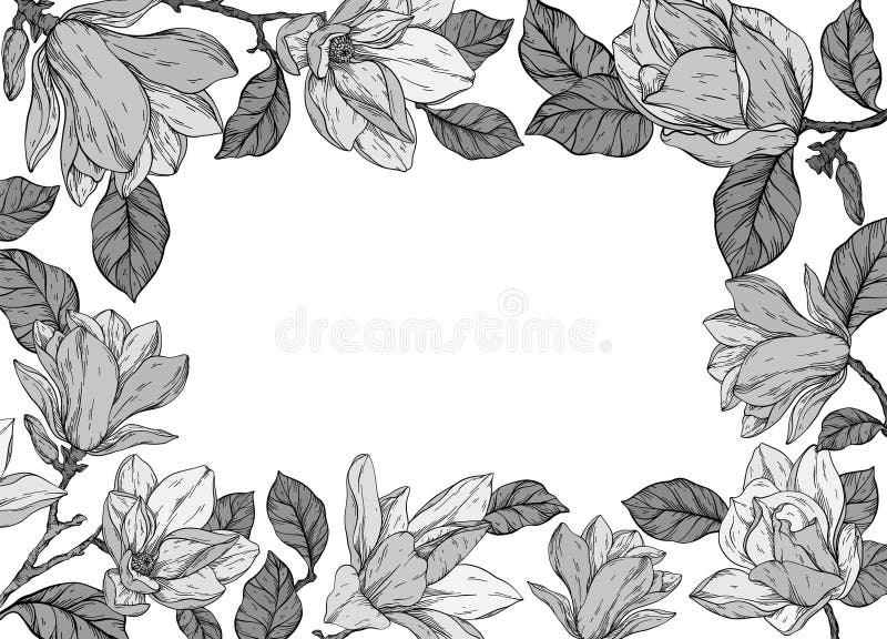 Beautiful Monochrome Square Frame with Magnolia Flowers Plants. Stock ...