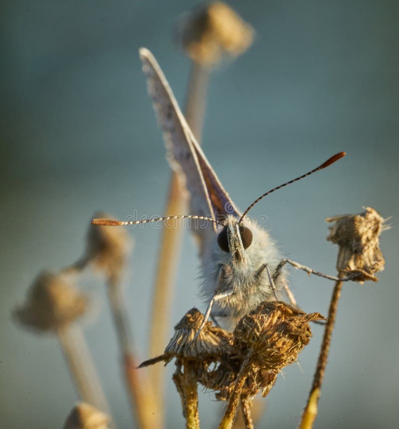 A beautiful monster stock photo. Image of mushroom, beautiful - 82582346