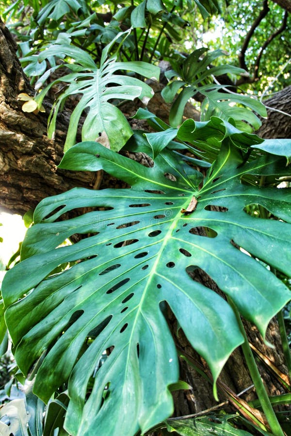 Monstera Deliciosa Stock Photos - Download 1,296 Royalty Free Photos