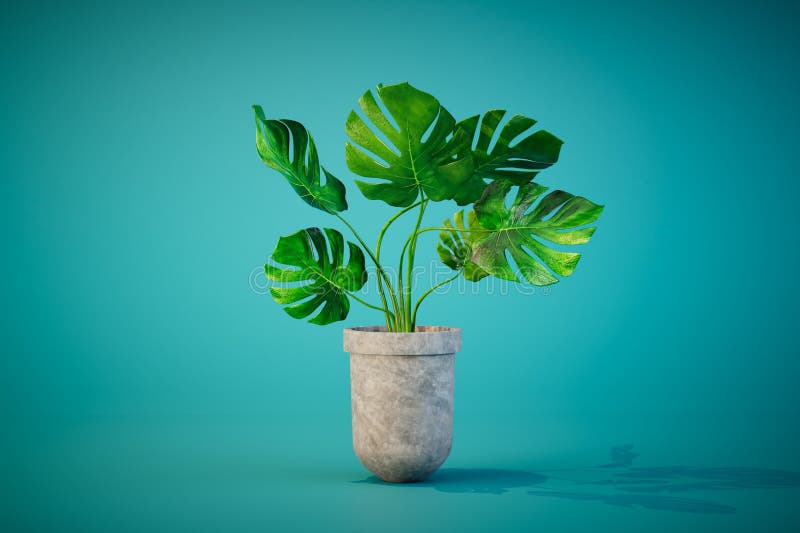 Beautiful Monstera with Large Green Leaves in a Pot on a Turquoise ...