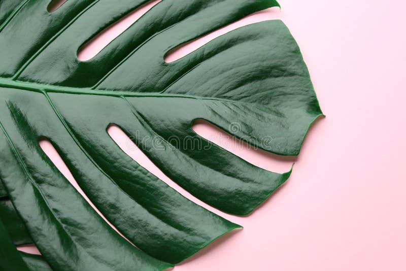 Beautiful Monstera Leaf on Pink Background, Top View. Tropical Plant ...