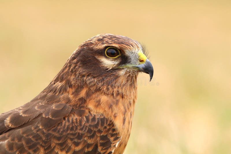 Montagu`s Harrier Circus Pygargus in Europe Stock Photo - Image of ...