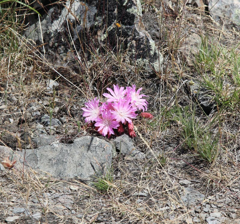 Beautiful Montana - West Fork of the Rock Creek Stock Image - Image of ...