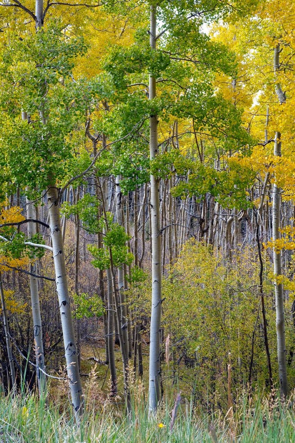 Beautiful Moody Aspen Grove in Autumn, Fall Stock Photo - Image of ...