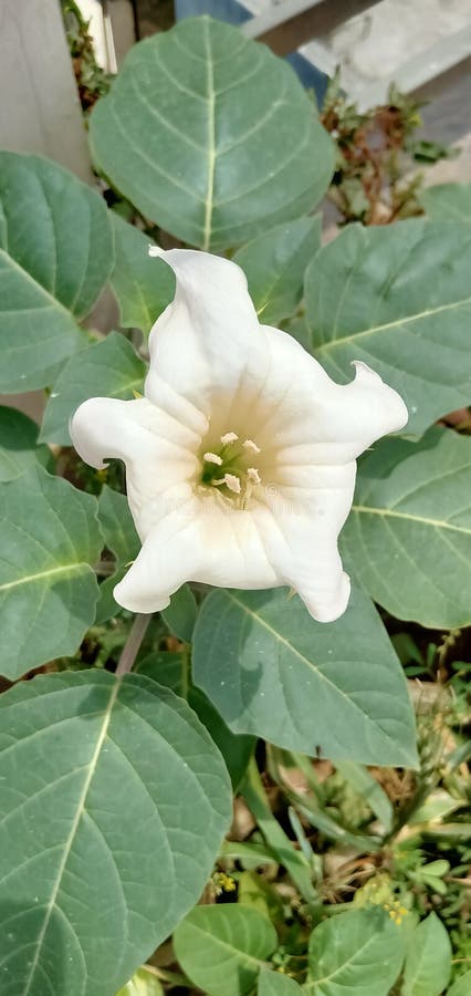 This is Beautiful Moon Flower Stock Photo - Image of leaf, beautiful ...