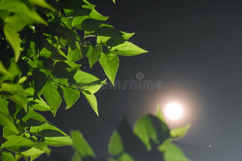 Beautiful Moon Light between Trees Stock Photo - Image of dark, moon ...