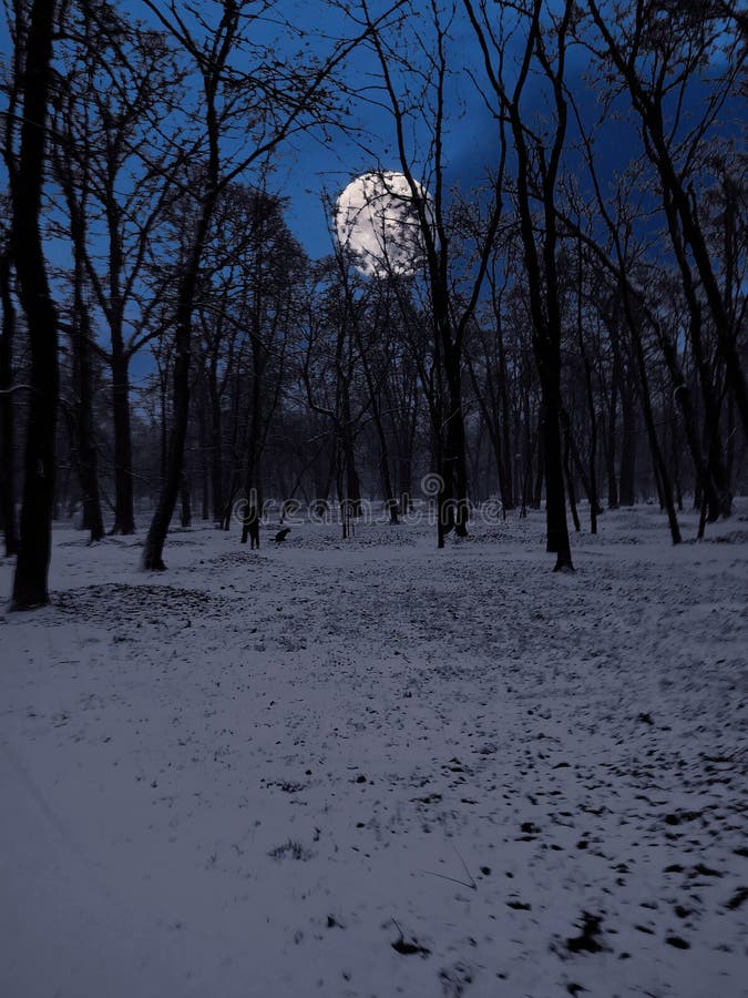 Beautiful moon in the park stock photo. Image of tazoooo - 209314906