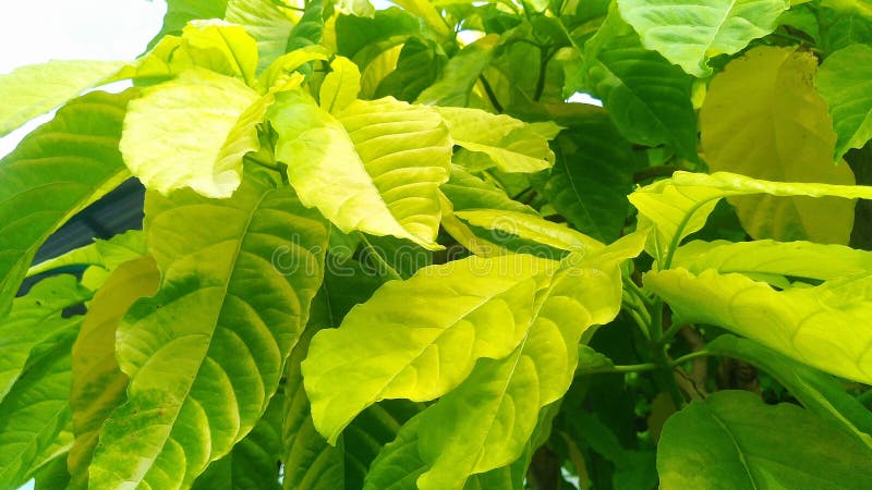 A Beautiful Moonlight Treepisonia Grandis Or Lettuce Tree Stock Image Image Of Deciduous