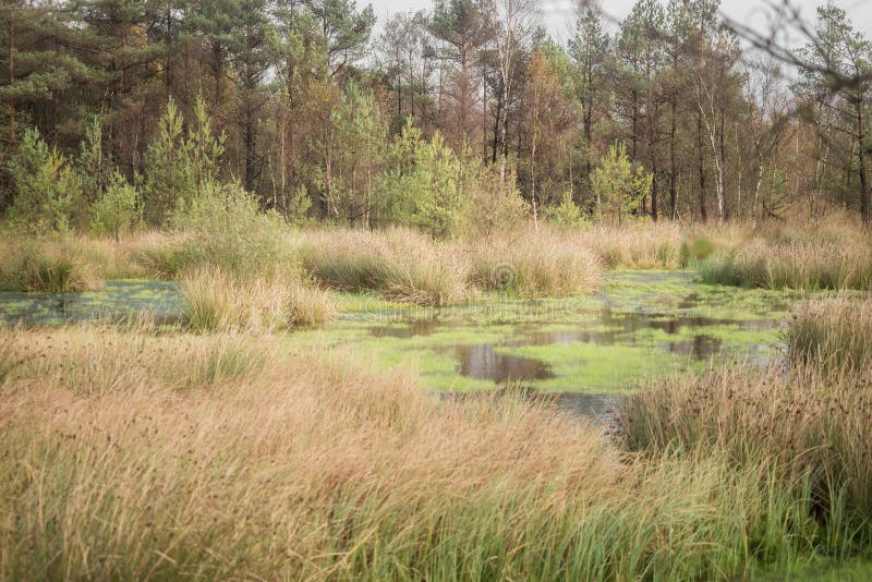 Beautiful moor landscape stock image. Image of footpath - 102921671