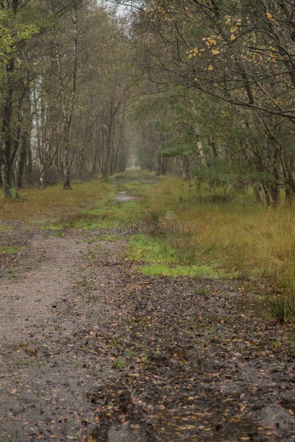 Beautiful Moor Landscape in the Lueneburger Heide Stock Image - Image ...