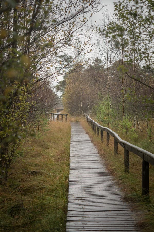 Beautiful Moor Landscape in the Lueneburger Heide Stock Image - Image ...