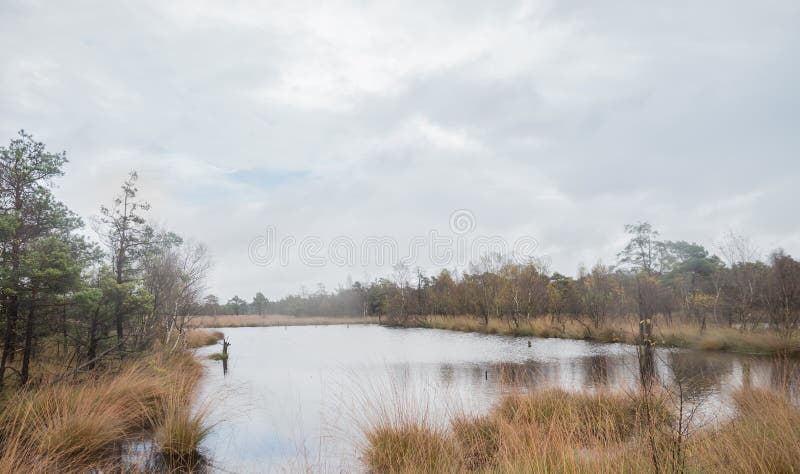 Beautiful moor landscape stock photo. Image of germany - 102920358