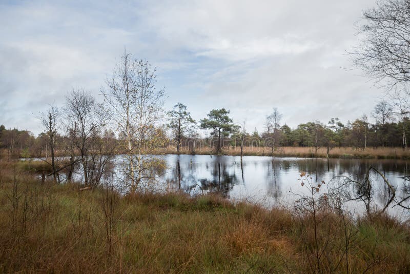 Beautiful Moor Landscape in the Lueneburger Heide Stock Image - Image ...