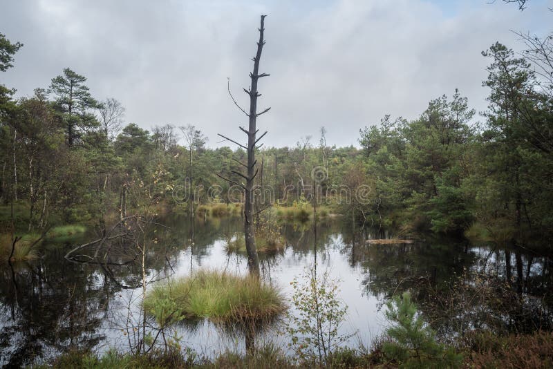 Beautiful Moor Landscape in the Lueneburger Heide Stock Image - Image ...