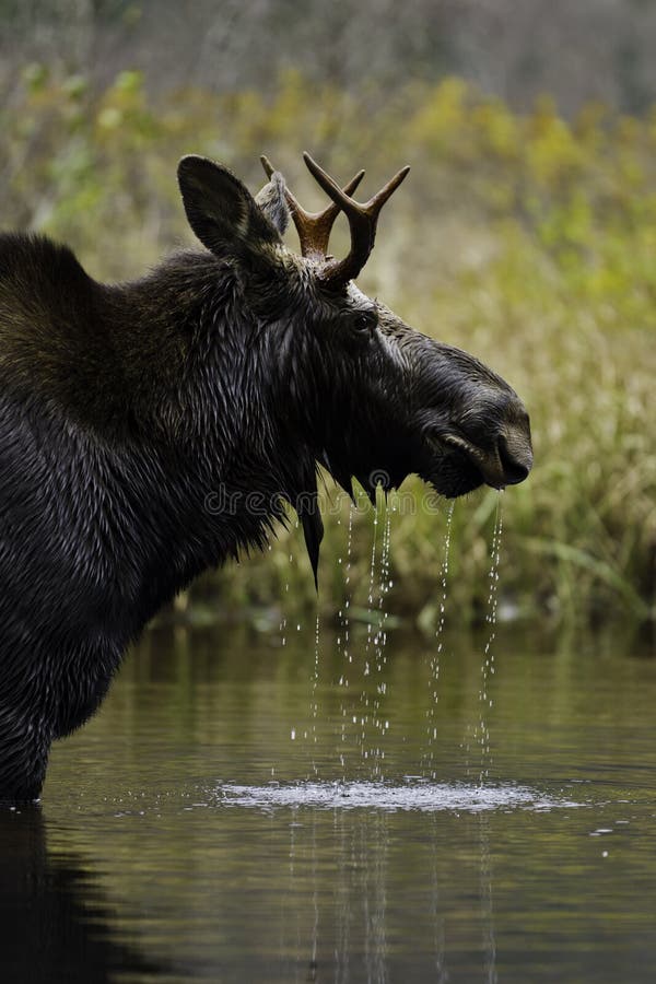 Wildlife male moose stock photo. Image of wilderness - 16583180