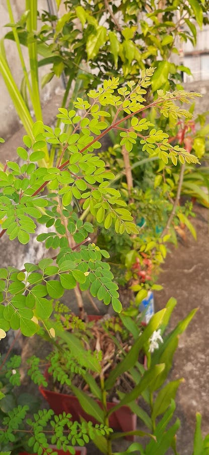 Beautiful Moringa or Sahjan Tree Trunk View. Drought Resistant Tree of ...