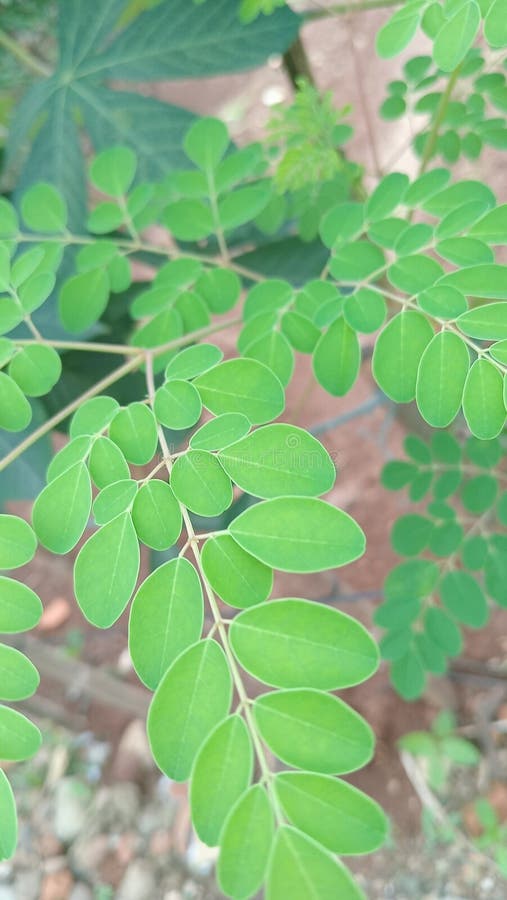 Beautiful Moringa leaves stock photo. Image of moringa - 302417470