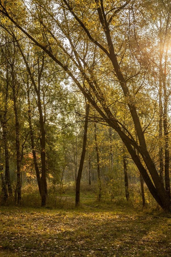 Beautiful morning stock photo. Image of forest, autumn - 27284838