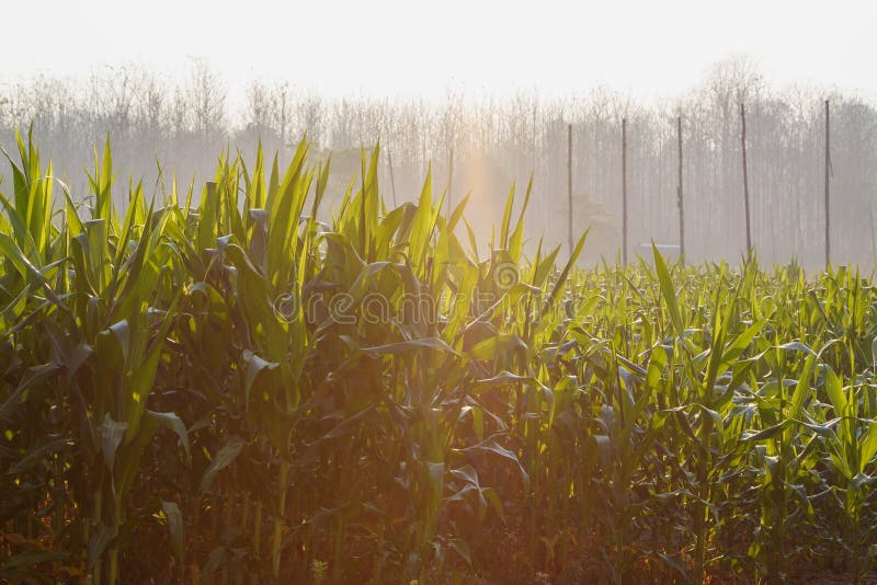 Beautiful Morning the Corn Field Stock Image - Image of farming ...