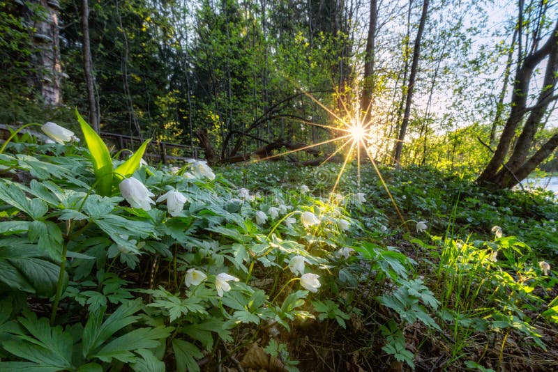 Beautiful Morning in the Forest with Flowers on the Foreground Stock ...