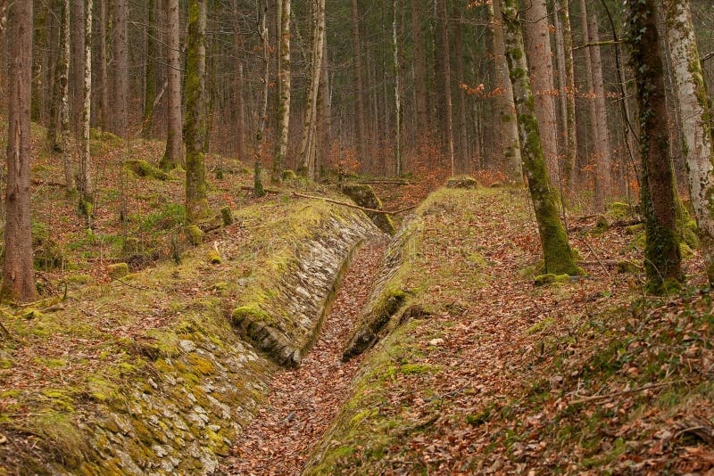 Beautiful Morning Forest Landscape without People in Mountains Stock ...