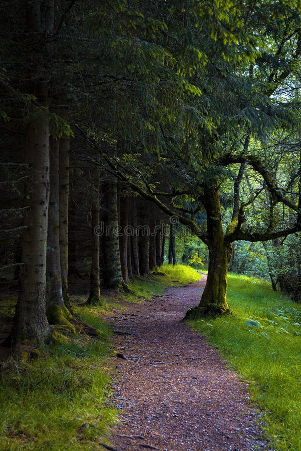 Beautiful Morning Forest, Pathway through the Beautiful Forest Stock ...
